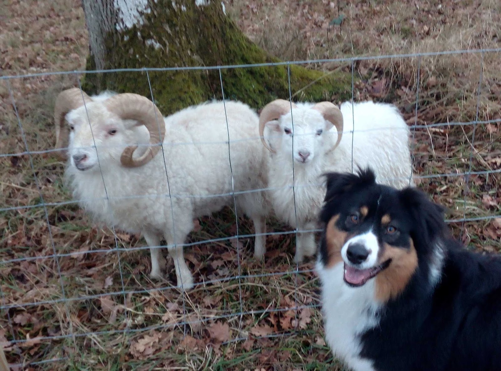 Deux Ouallons à Thevray: Le plus petit mouton du monde