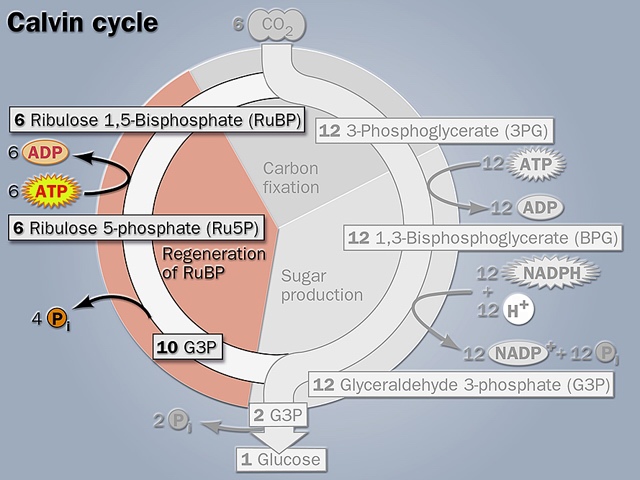 Bio Gallery: Calvin Cycle Images Gallery
