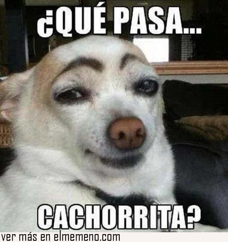 Mi perro es parte de mi vida: LOS MEJORES MEMES DE PERRITOS
