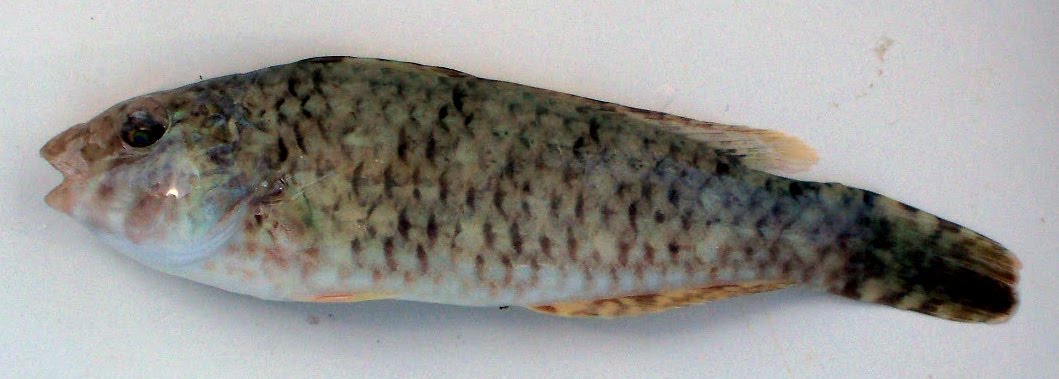 Southwest Florida Shoreline Studies: Emerald Parrotfish