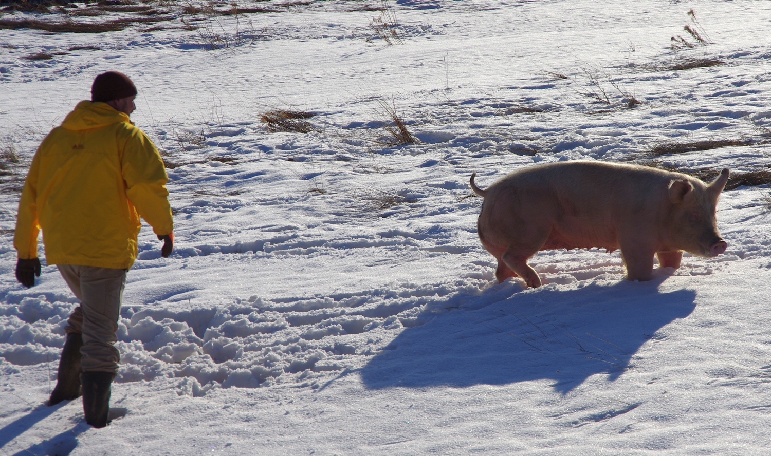 Otto's son: Hogzilla!