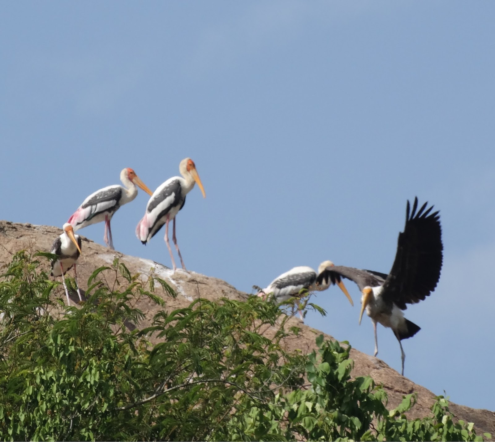Anecdotes: Birds at Microsoft Campus - Part 2