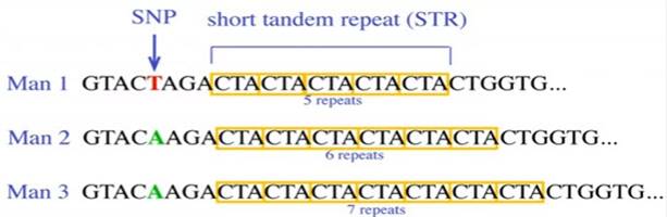 The Ultimate Family Historians: Y-DNA STRs, SNPs, and Haplogroups