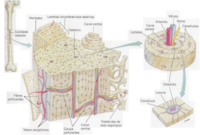 Histologia Nerd: TECIDOS ÓSSEOS ESPONJOSO E COMPACTO