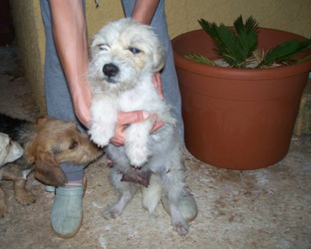 Adotta un cane a Siracusa: Cagnolini taglia piccola cercano casa a Siracusa