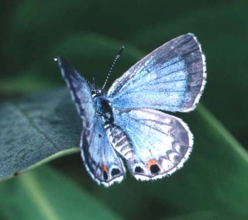 South Dade Updates: State declares Miami blue butterfly endangered ...