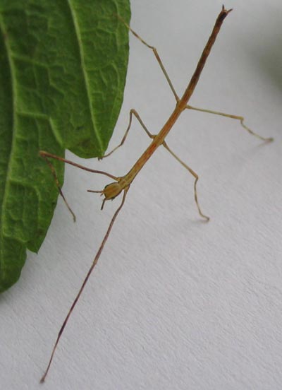 Kummitussirkat: Ramulus artemis - PSG 144