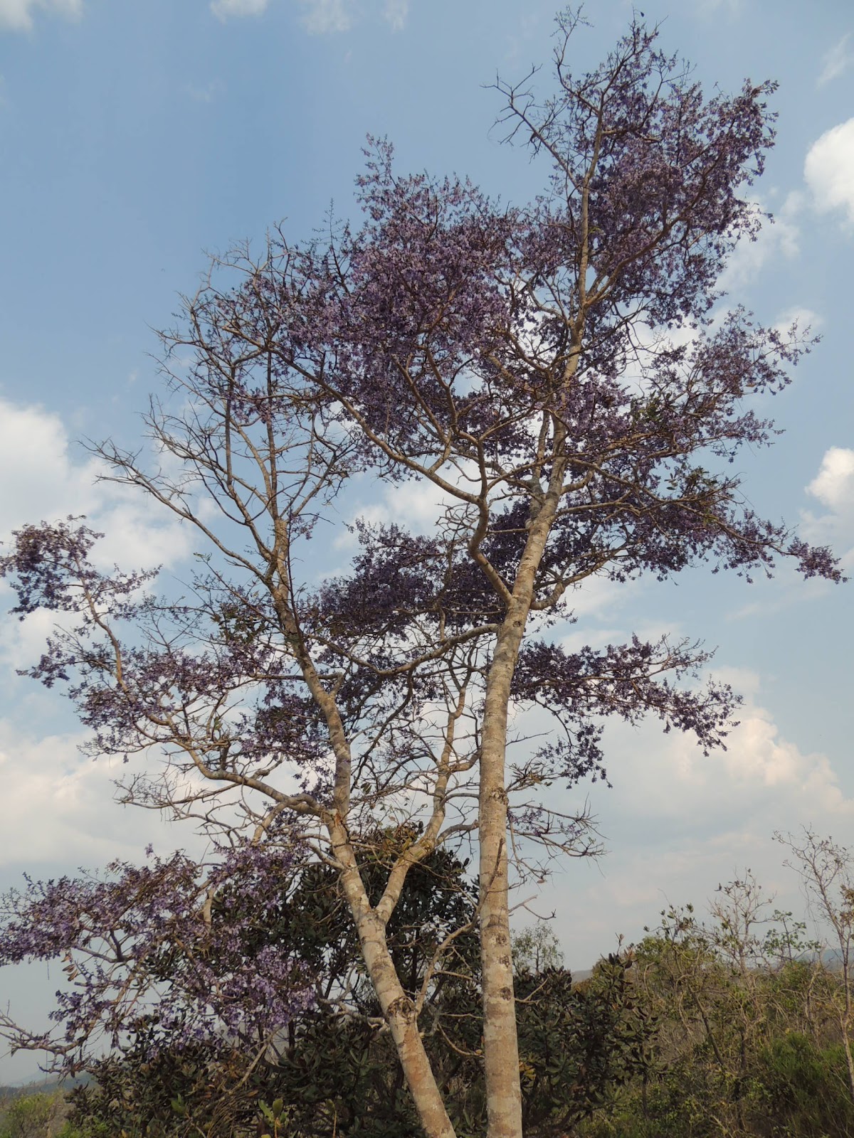 Fabaceae - Leguminosae no Brasil: Fabaceae - Bowdichia virgilioides ...