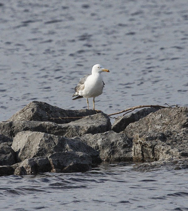 Bruce Di Labio's Blog: May 23,2014 Lesser Black-backed Gull at Pembroke ...