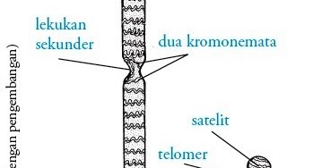 Pintar Pelajaran Inilah Struktur Kromosom Dan Penjelasannya - Catatan TKJ