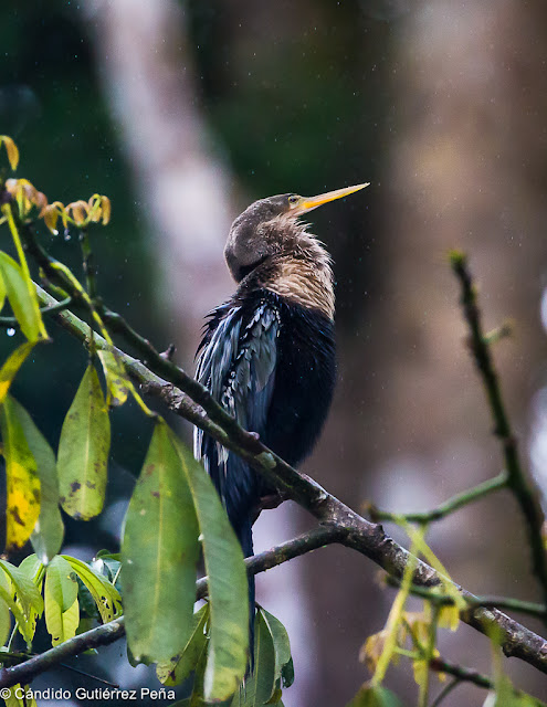 ANHINGA ANHINGA - Pato Aguja Americano | Observatorio de la Naturaleza