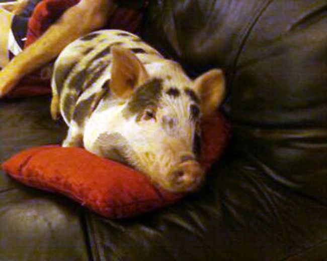 mdolla: Fake Mini Pig (8 pics)