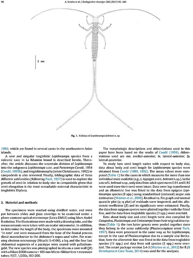 espeleobloc: Un nou campodeid troglobi de l'Illa Reunion