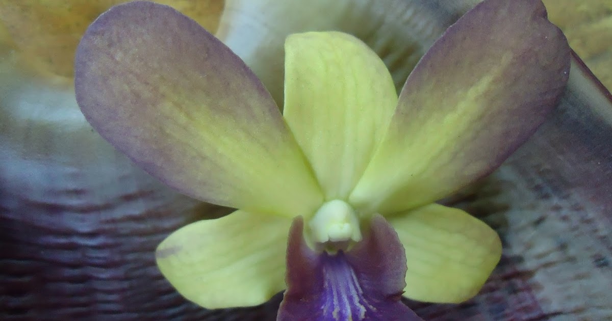 Macam Bunga Jenis Anggrek Dendrobium Dan Gambarnya Manfaatkan Masa ...