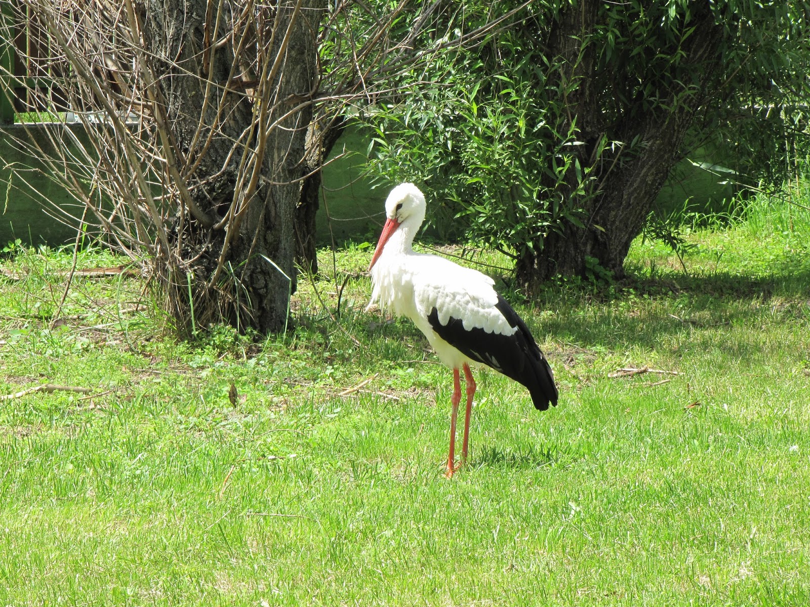 Elvitte a gólya a kedvét - Miért a gólya hozza a kisbabát?