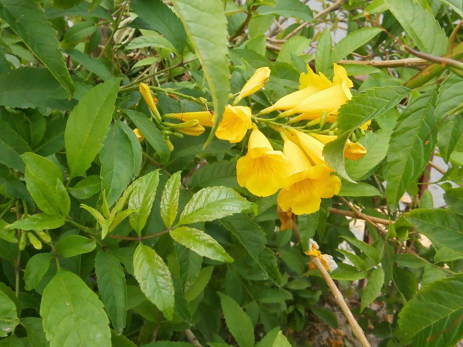 HERBARIO VIRTUAL DE BANYERES DE MARIOLA Y ALICANTE: Tecoma stans ...