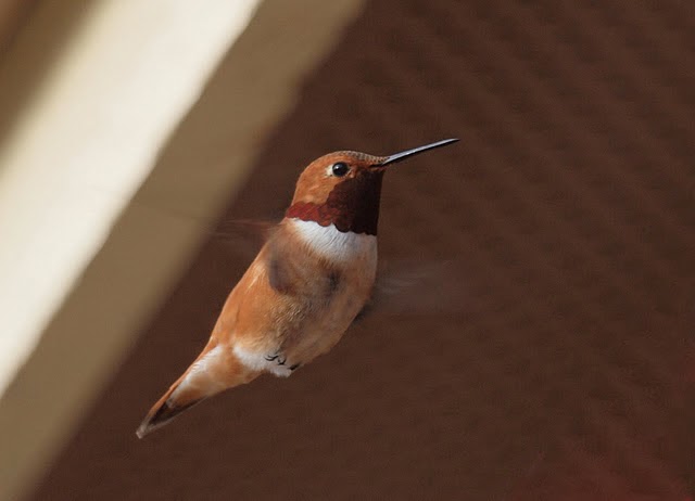 Birding Is Fun!: The Fascinating Migration Pattern of the Rufous ...