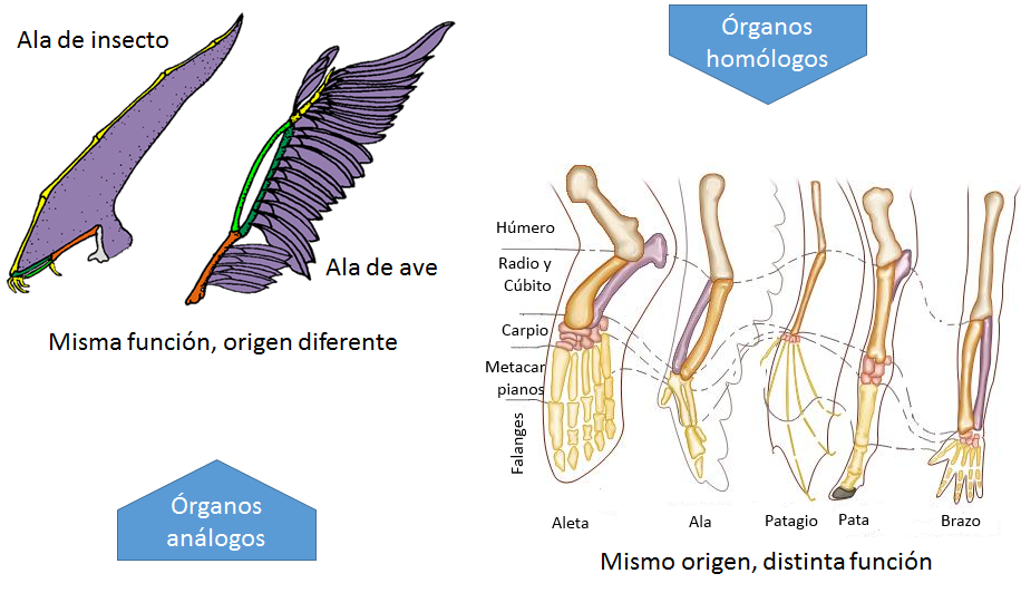 B.log.ia 2.0: Taxonomía: la ciencia de clasificar B.log.ia 2.0: Taxonomía: la ciencia de clasificar