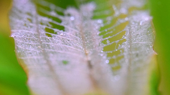 Mengenal Amazon Sword ~ Aquascape Batang