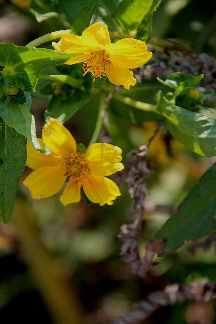 Ramtilkraut (Guizotia abyssinica)