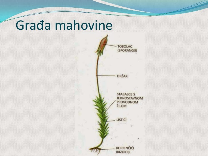 Biologija u nastavi: MAHOVINE (Bryophyta)