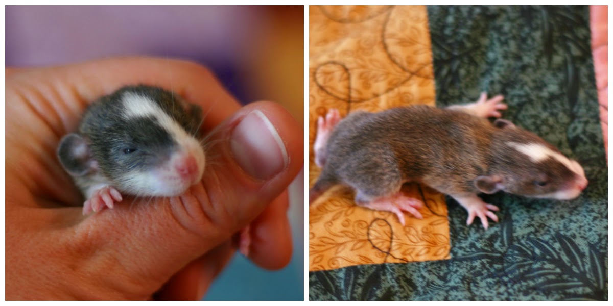 Rexburg Rats!: Blazed Dumbo Baby Rats, born June 17th