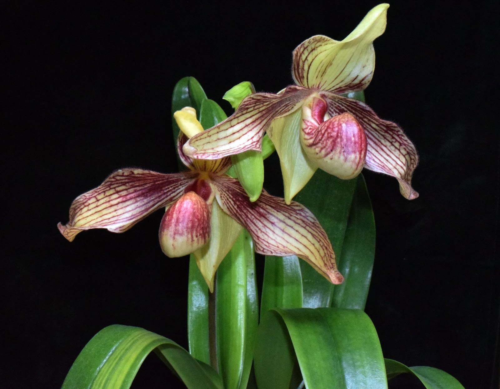Paphiopedilum rothschildianum (Reichenbach fil.) Stein - vàng của ...