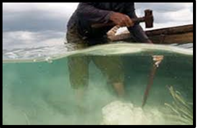 Science communication : CORAL MINING IN MALDIVES – DESTRUCTION OF OUR REEFS