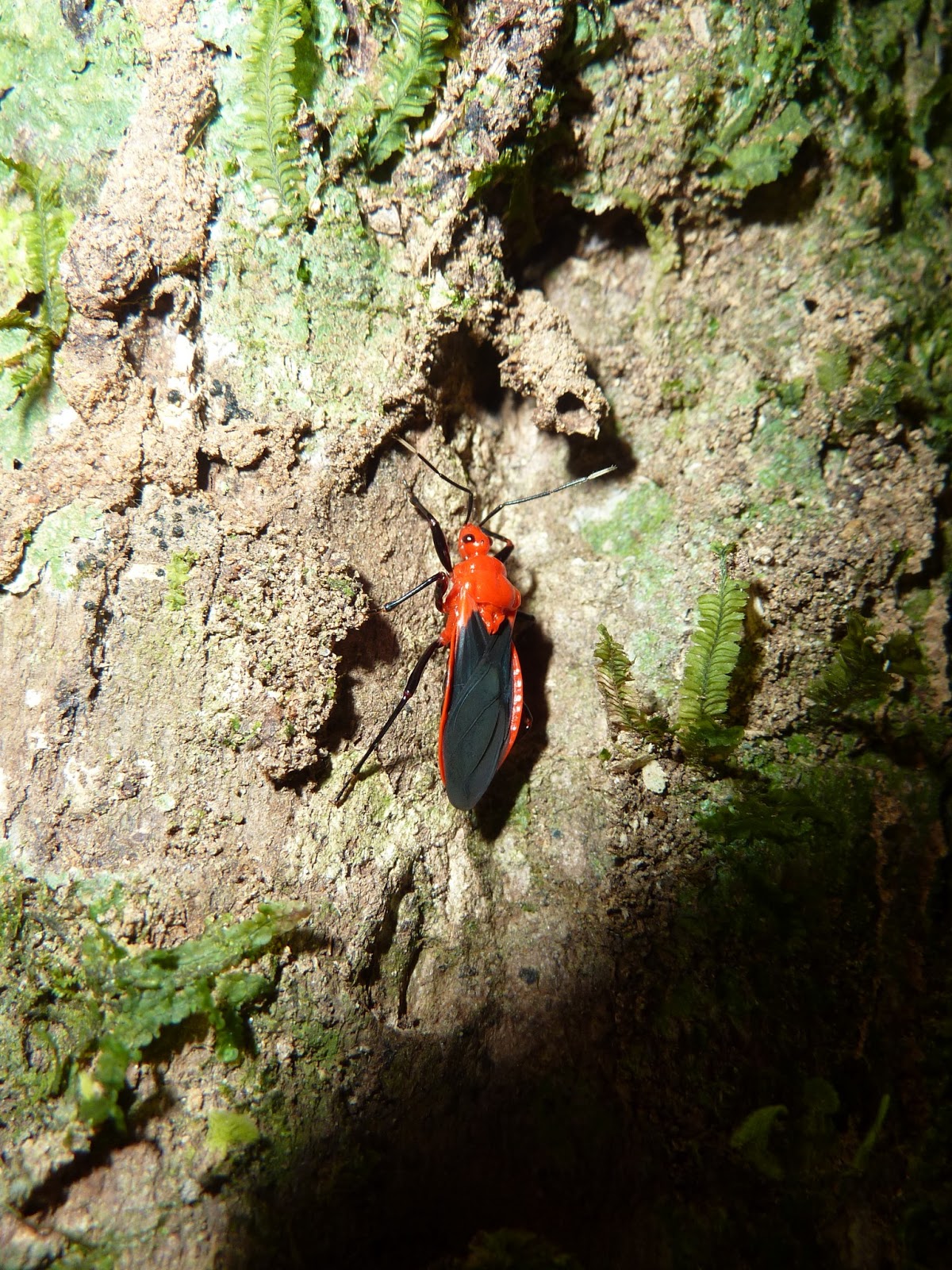 Bolivian Travels - 2012