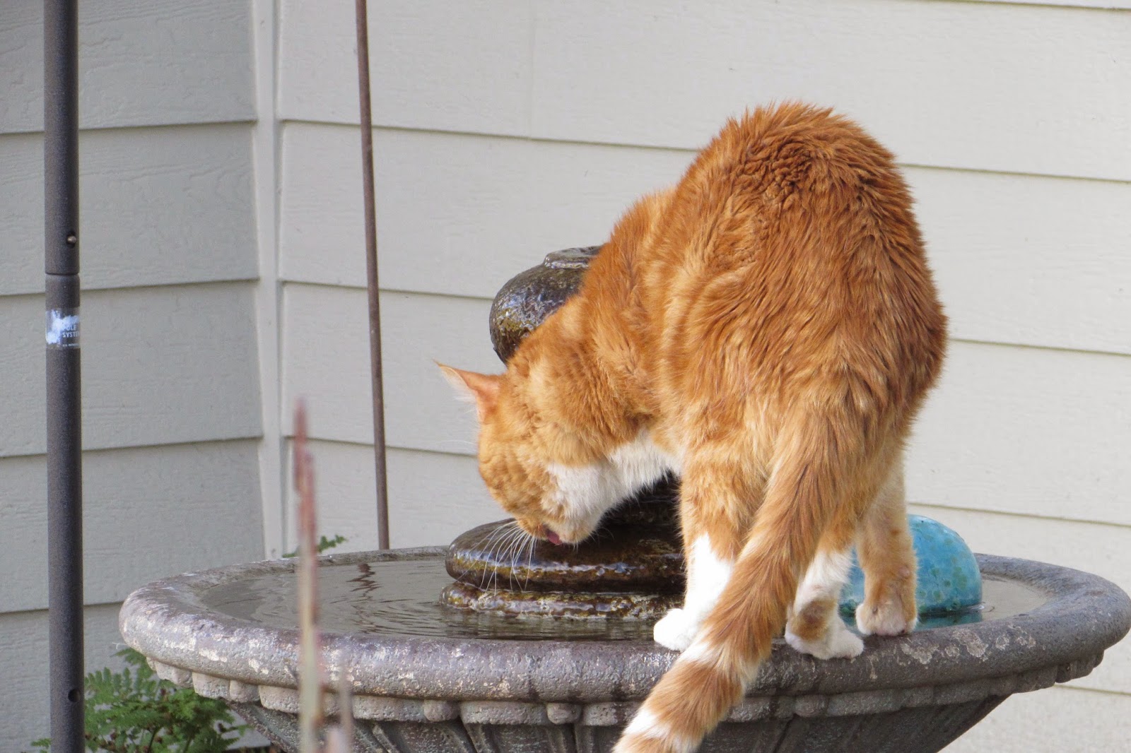 Garden Grumbles and Cross Stitch Fumbles: Feline in the Fountain