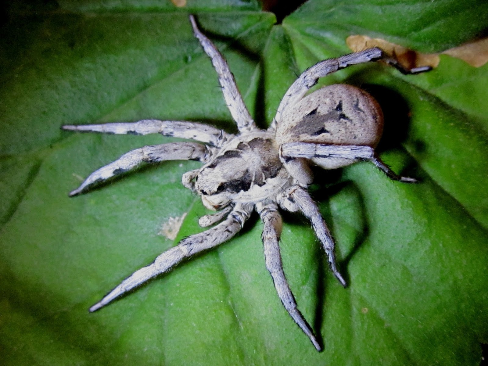 Biodiversity of Cyprus by NGO Protection of the Natural Heritage and ...