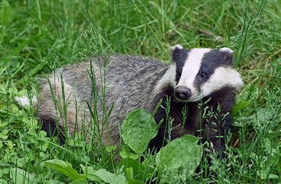 Synapsida: Weasels in Burrows: the 'True' Badgers