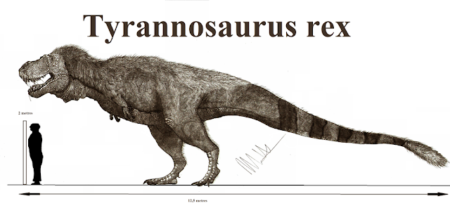 Tyrannosaurus rex (T-Rex) : Predator paling ganas di zaman dinosaurus ...