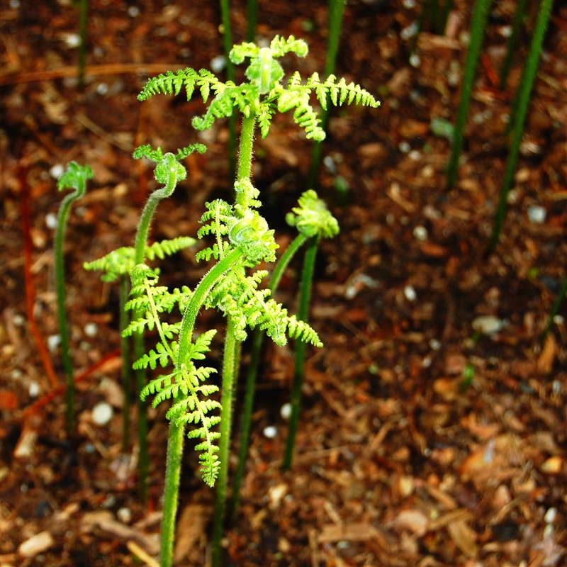 Capadia Designs: Flower and Photo Questions Answered