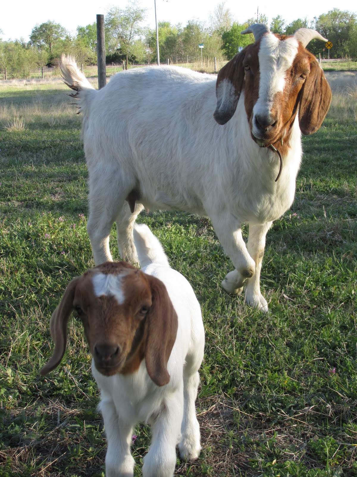 See the Beauty in the Ordinary: Sweet Baby Goats