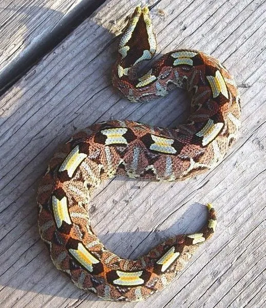 Amazing Colorful Snakes - Most Beautiful Snakes of the World | Most ...