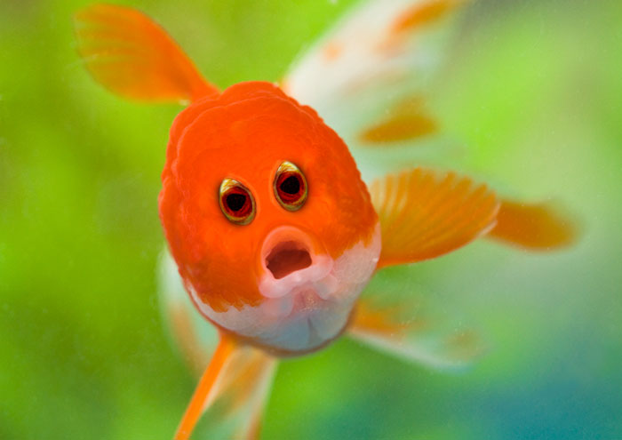 If animals had forward facing eyes