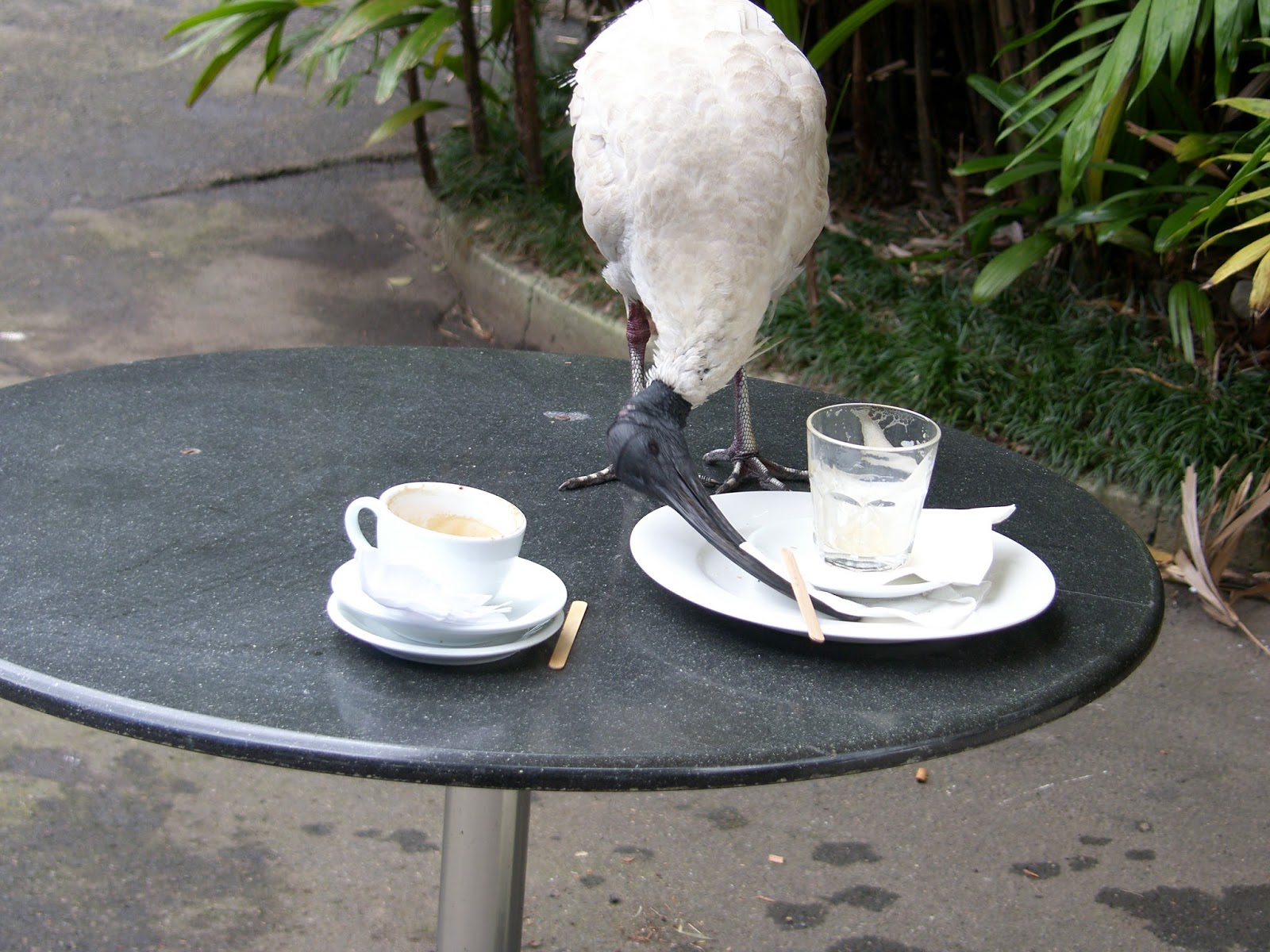 Birding For Pleasure: Tea For Two - with an IBIS!