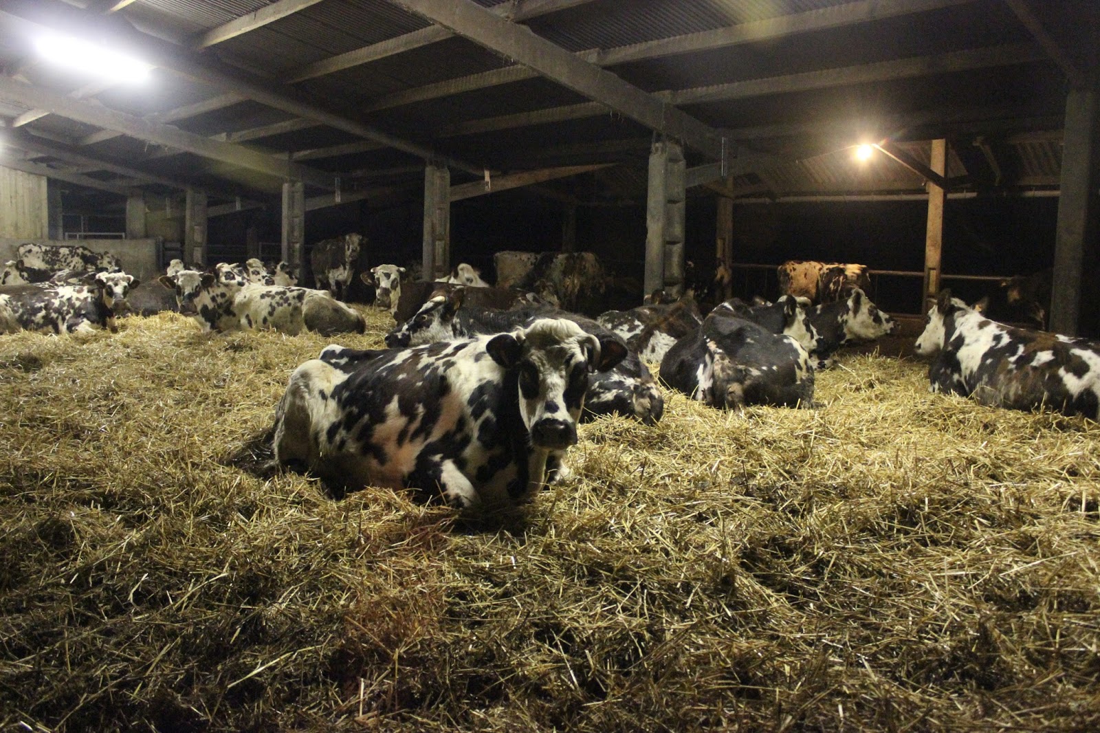 untreated pallet wood | The Green Lever - Using minimal resources for ...