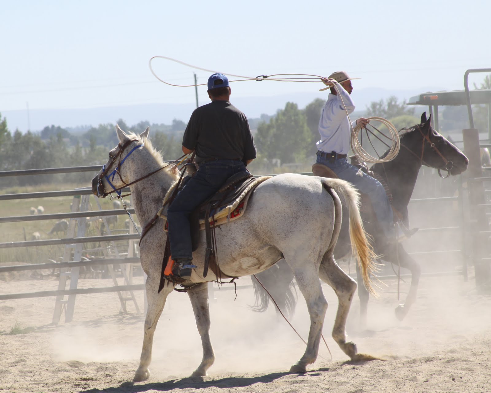 Knotty Pine Ranch: Flying Llamas