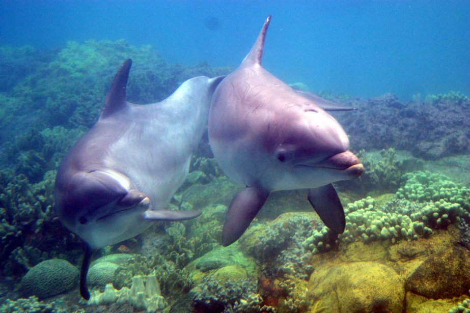 Dolphin-Delfin: Delfin Rosado