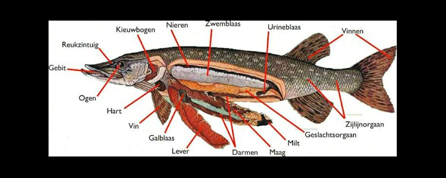 Roofvissen met JP en Quinten: Wist je dat?!