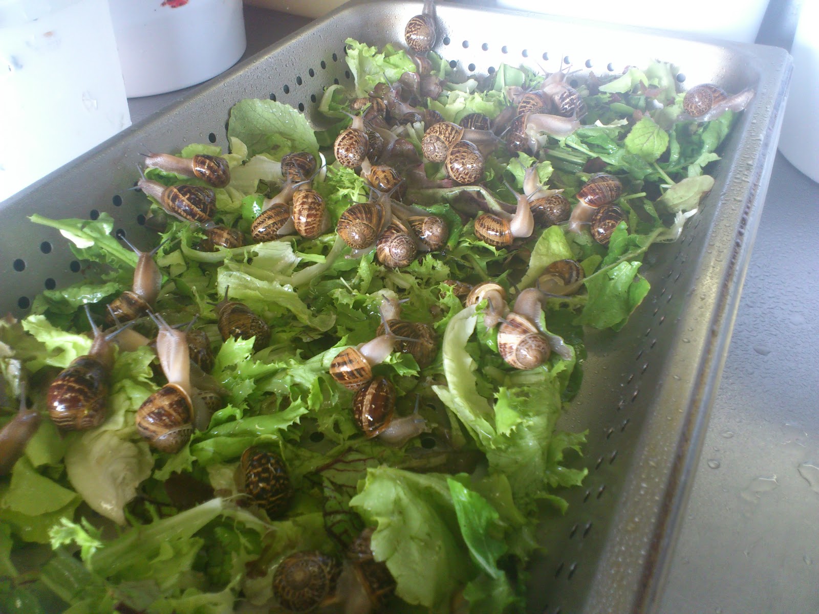 The Hungry Chef: Fresh garden snails......hmmm very interesting study