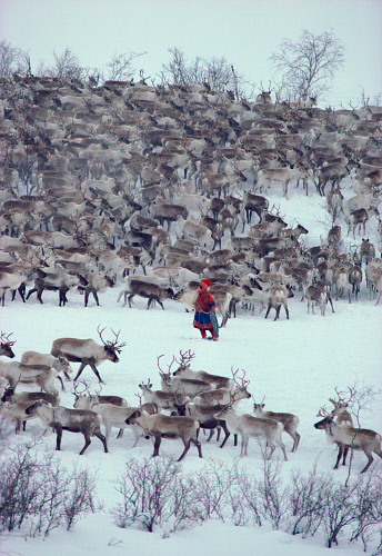 NaturiLynx Project: Sami people, reindeer herding and the lynx
