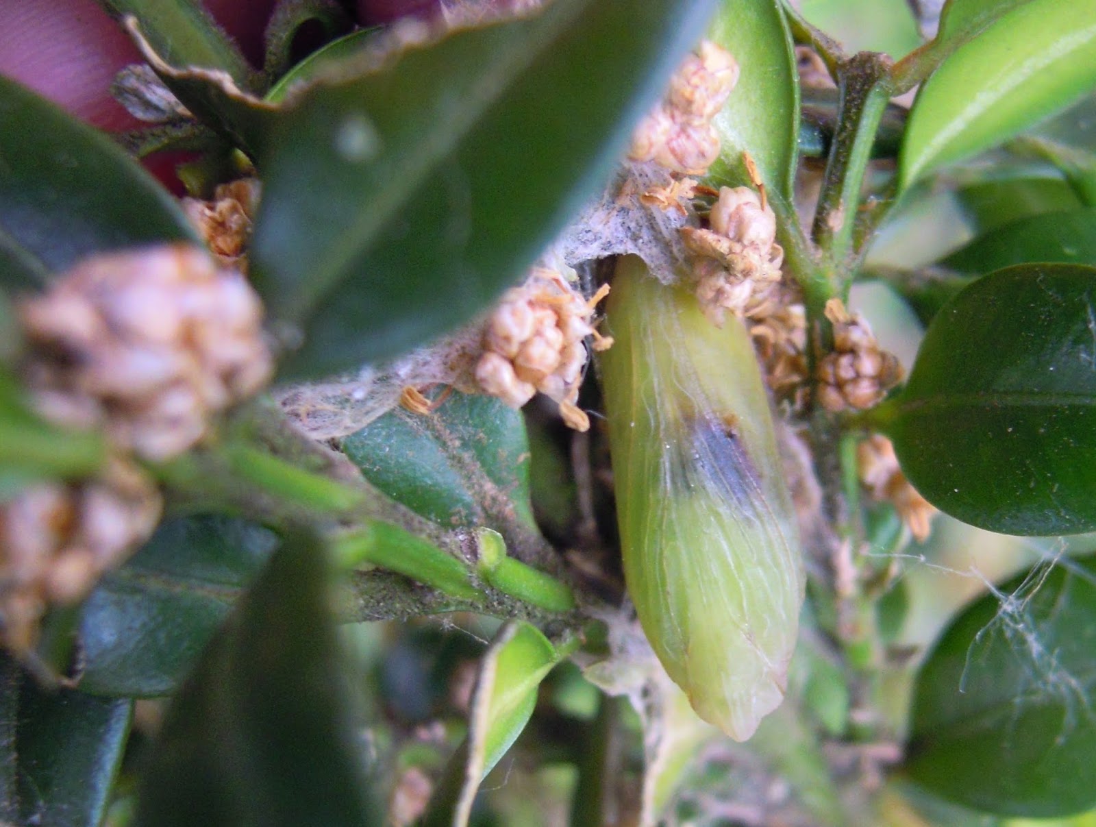 buxusmot bestrijden met spiritus