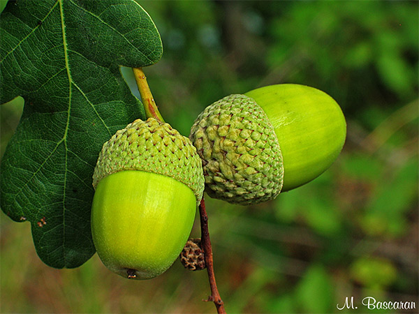 PSICOLOGÍA JUNGUIANA: EL ROBLE ESTÁ EN LA BELLOTA