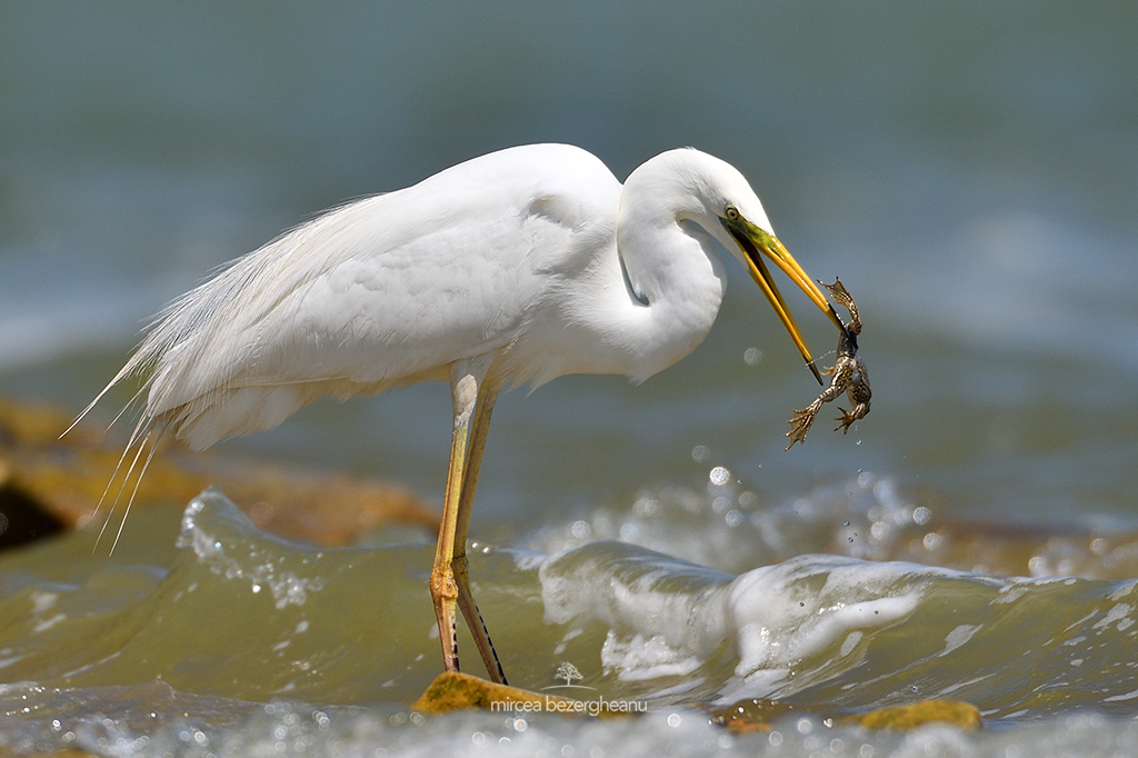 Șarpele, Guvidul și Egreta. Care pe care!