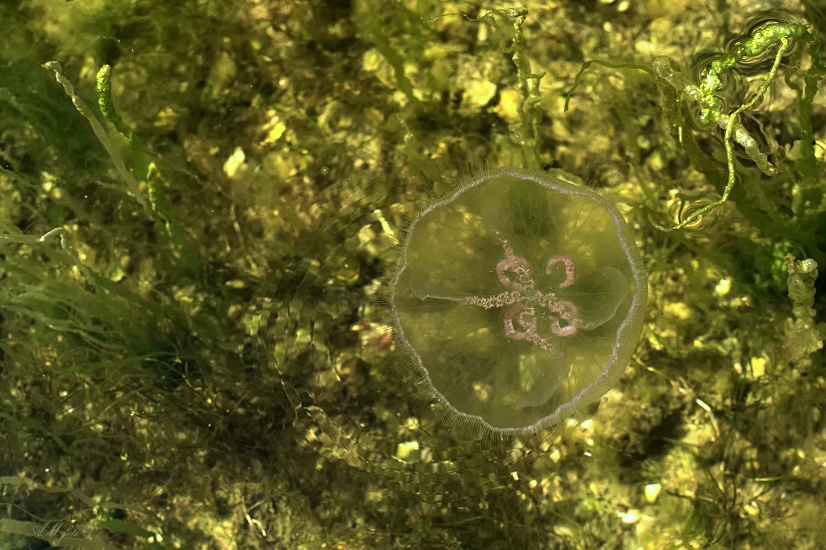 AM Fotod: august 2017