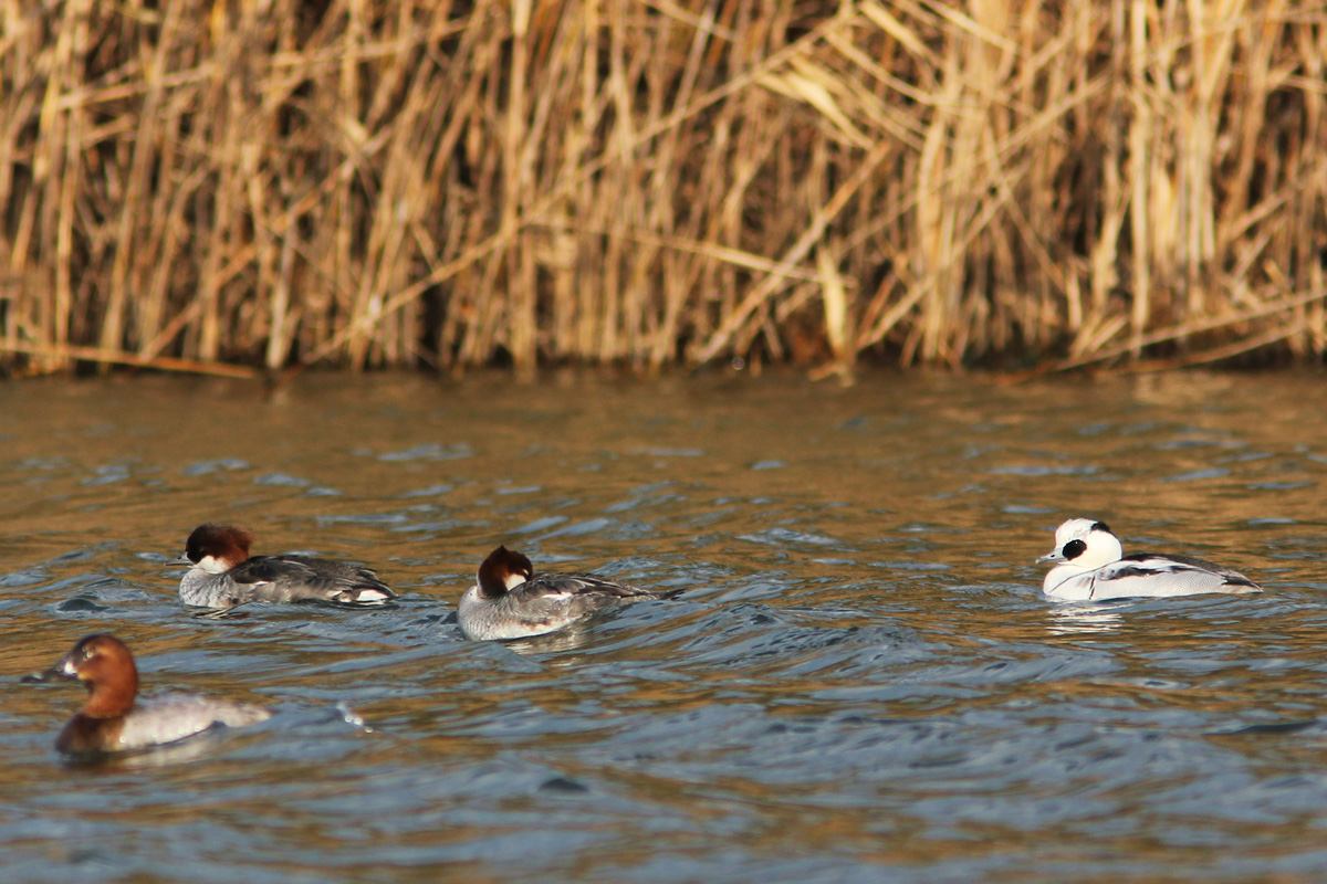 Unravel: The Panda Duck