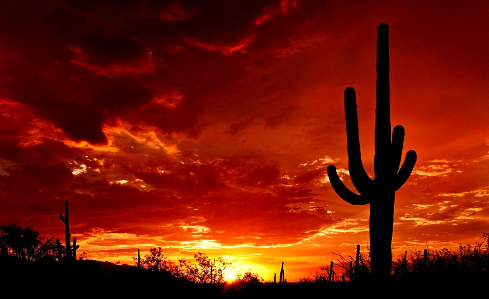 Cactus Sunset Wallpaper | Wallpapers Gallery